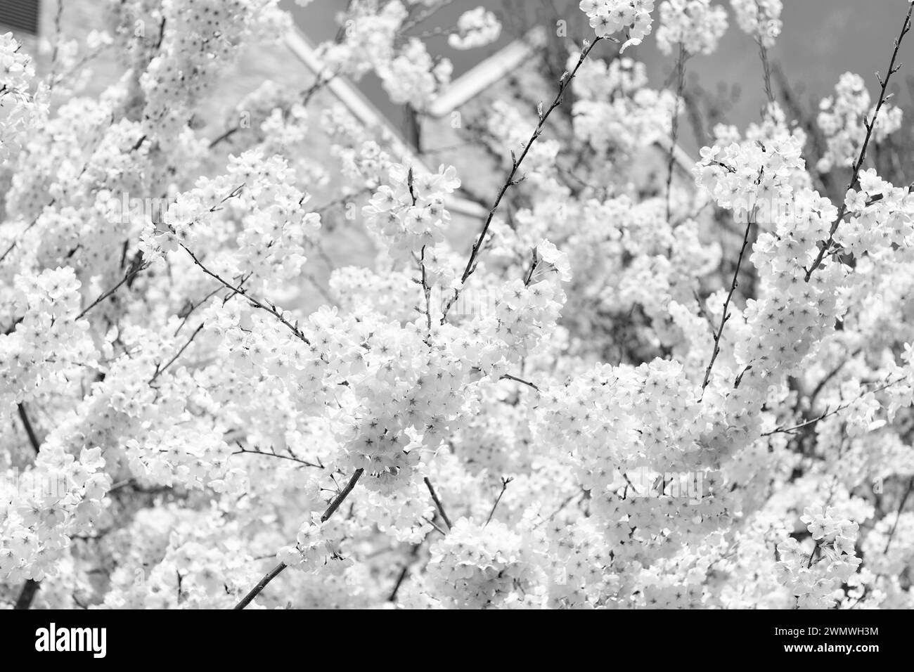 Cherry blossom sunny spring Black and White Stock Photos & Images - Alamy