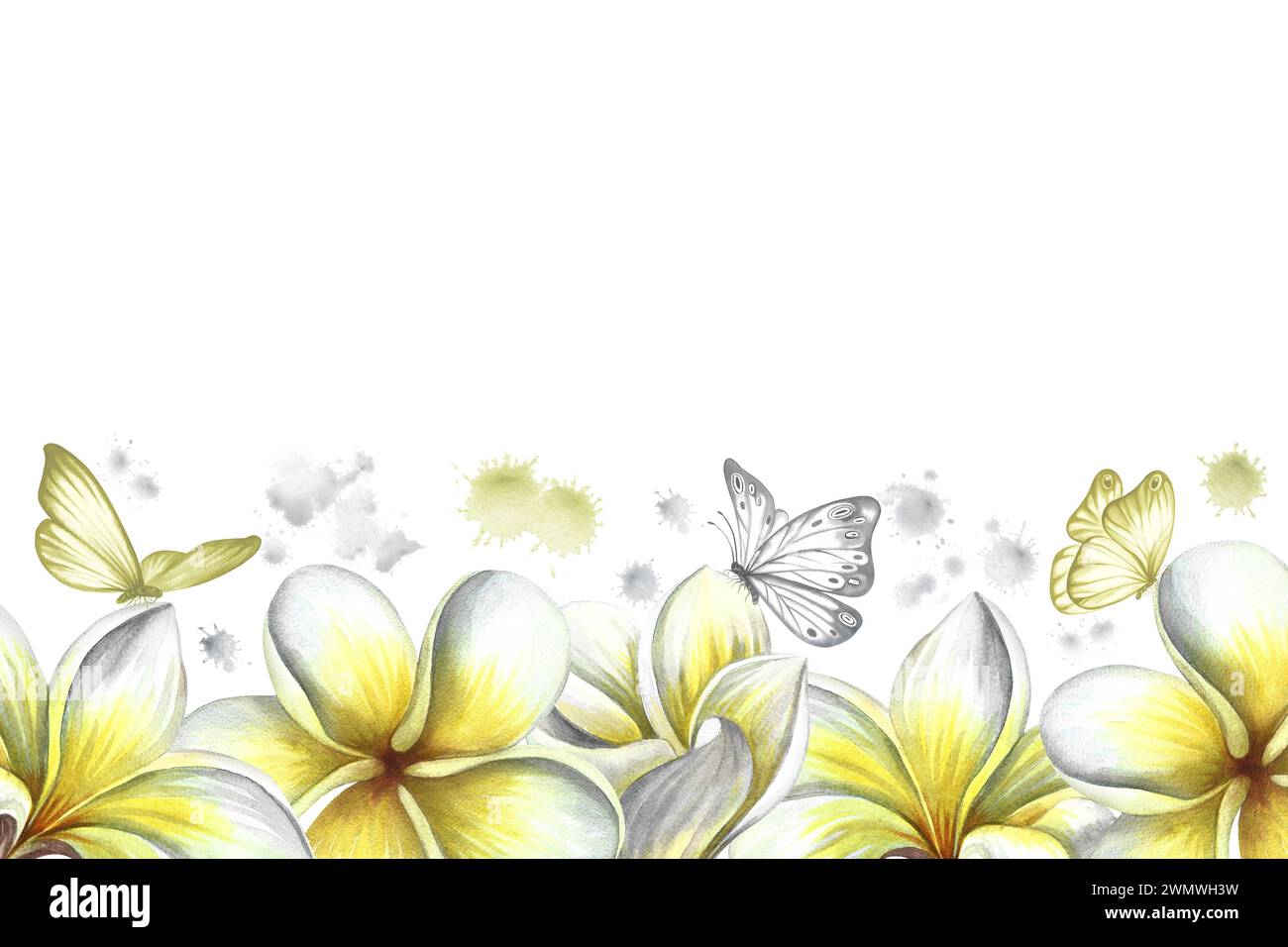 A frame with plumeria, a banner of exotic tropical fragrant frangipani ...