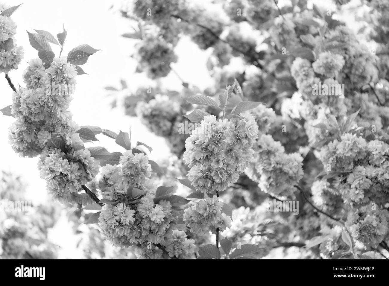 Pink flowering cherry tree branch Black and White Stock Photos & Images ...