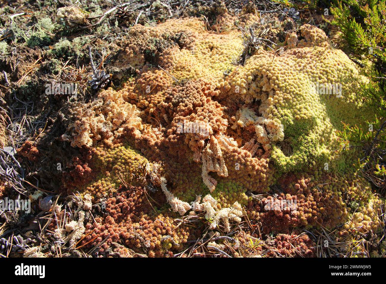 Texture of colorful lichen in close-up Stock Photo - Alamy