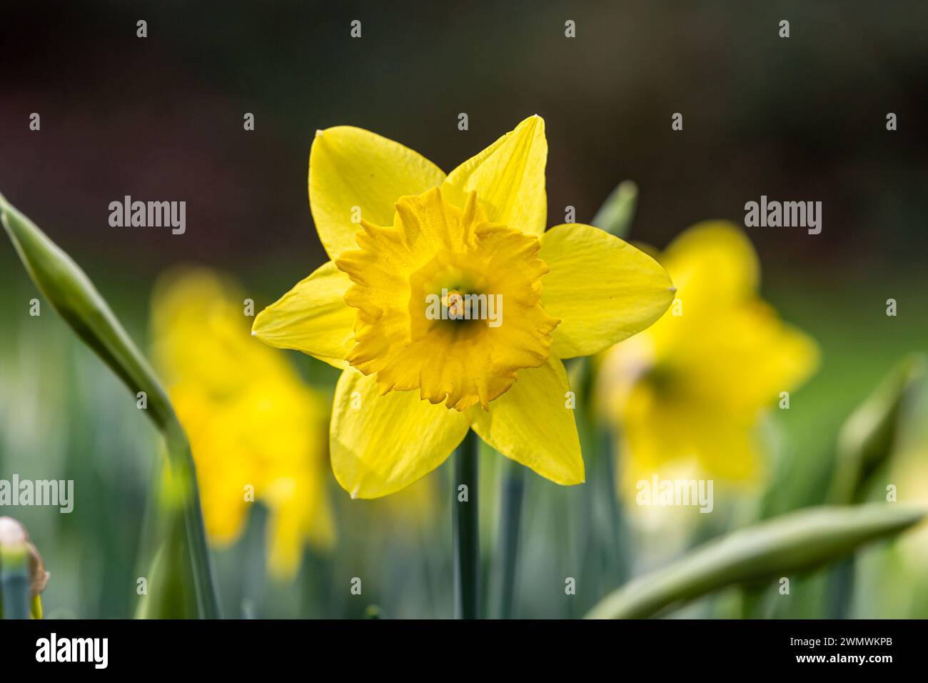 A vibrant yellow daffodil in early spring Stock Photo - Alamy