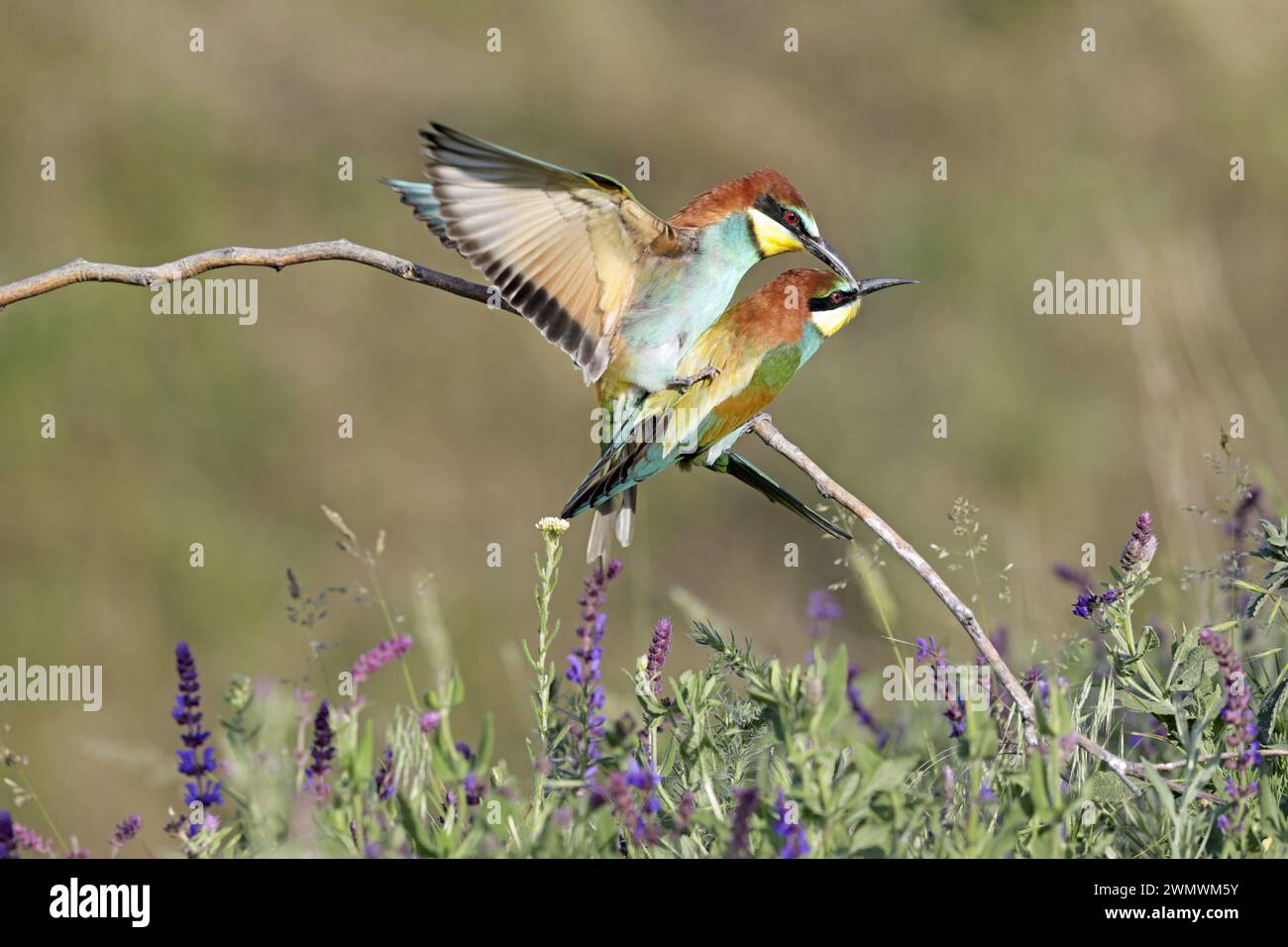 European Bee-eaters mating Stock Photo - Alamy