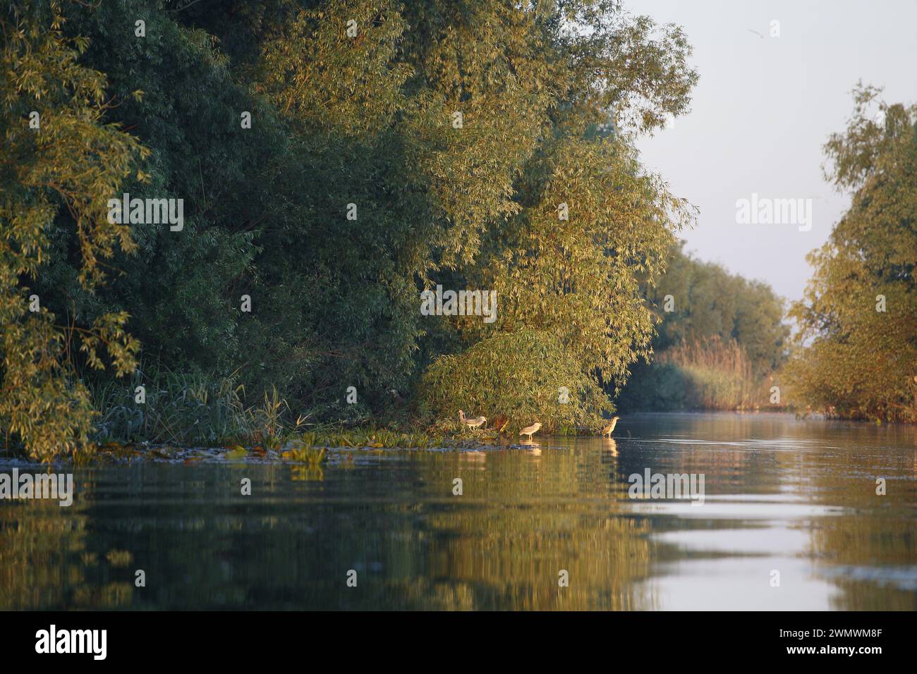 Wildlife danube delta hi-res stock photography and images - Alamy