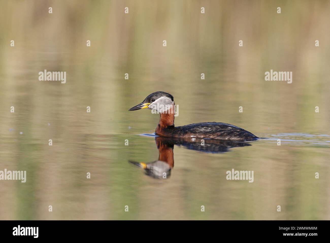 Grebe migration hi-res stock photography and images - Alamy