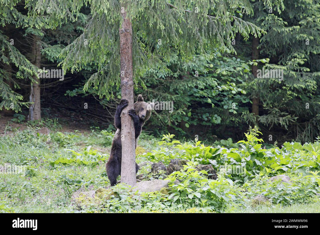 Brown Bear in the Carpathian Mountains Stock Photo - Alamy