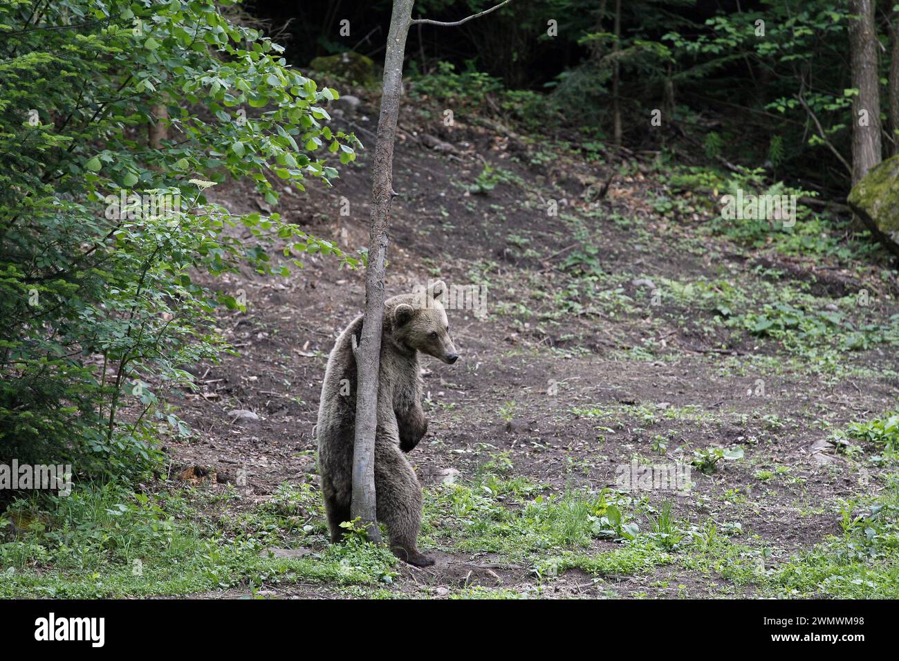 Carpathian mountains danube hi-res stock photography and images - Alamy