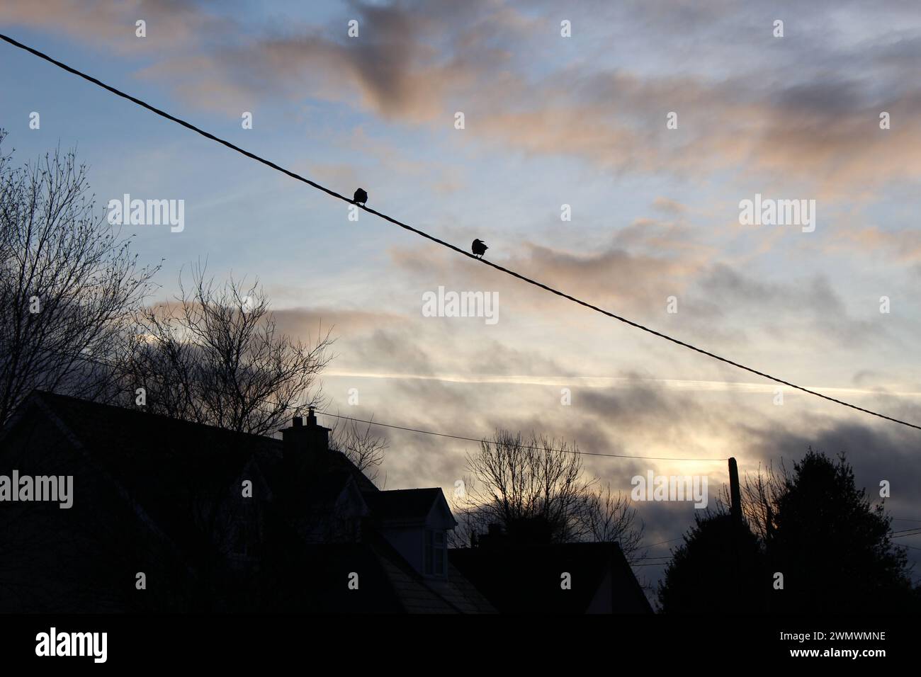 two crow silhouettes on a powerline at sunset Stock Photo - Alamy