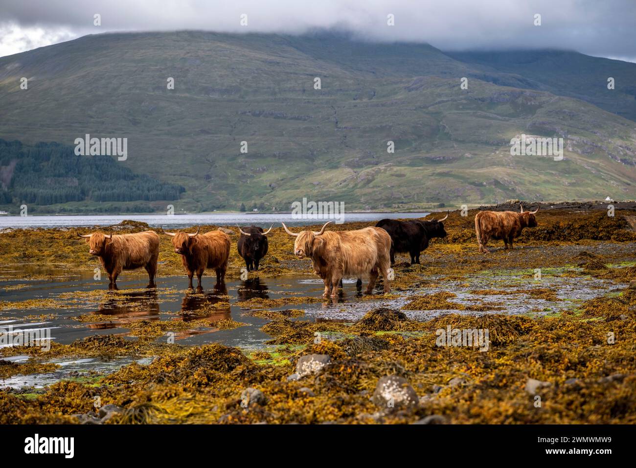 Highland cattle in a loch, Isle of Mull, Scotland Stock Photo - Alamy