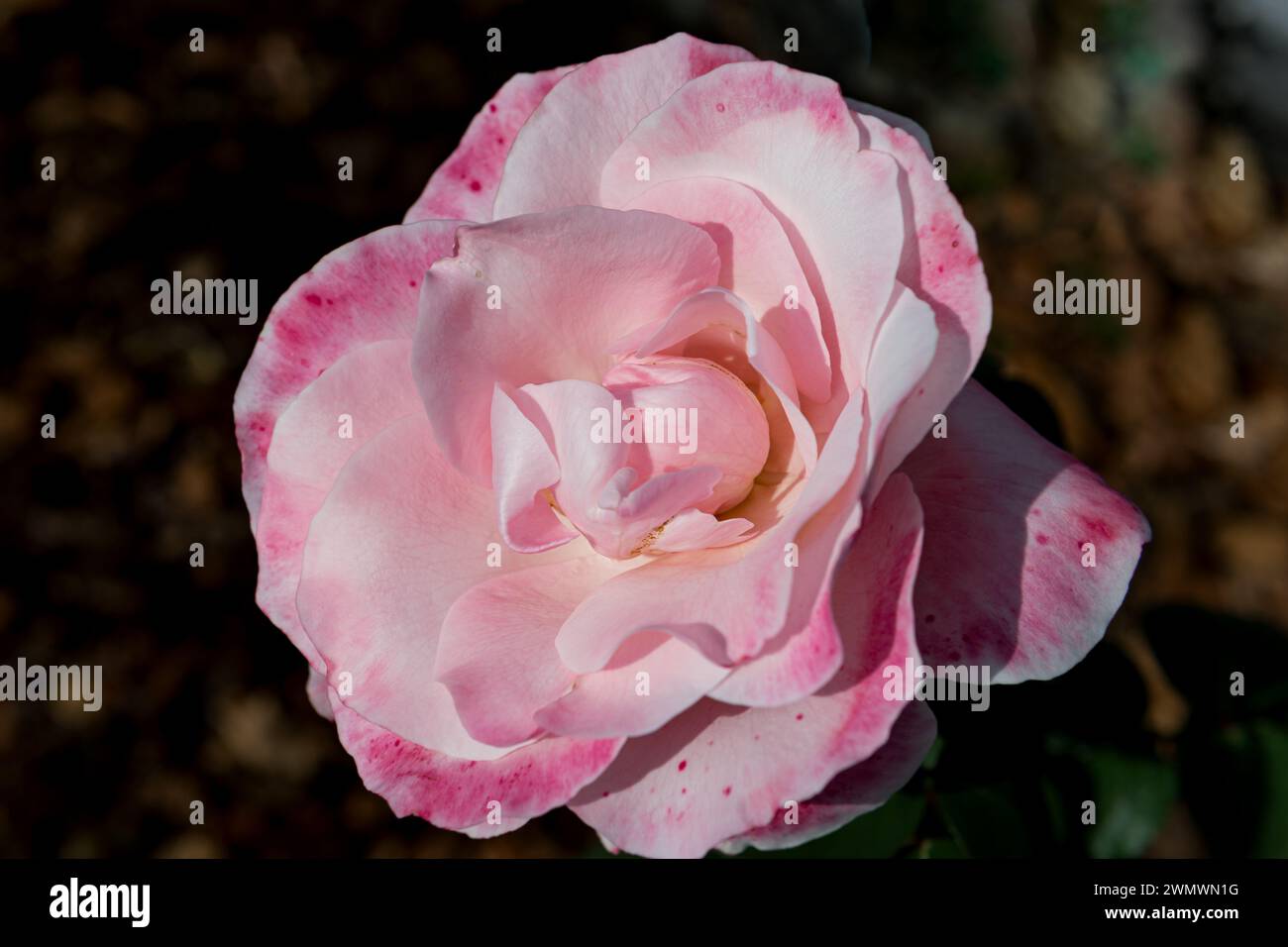 Rose sting hi-res stock photography and images - Alamy