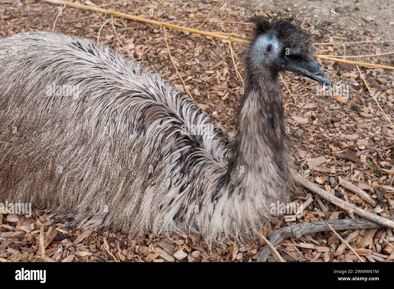 birds of south America Nandu Stock Photo - Alamy