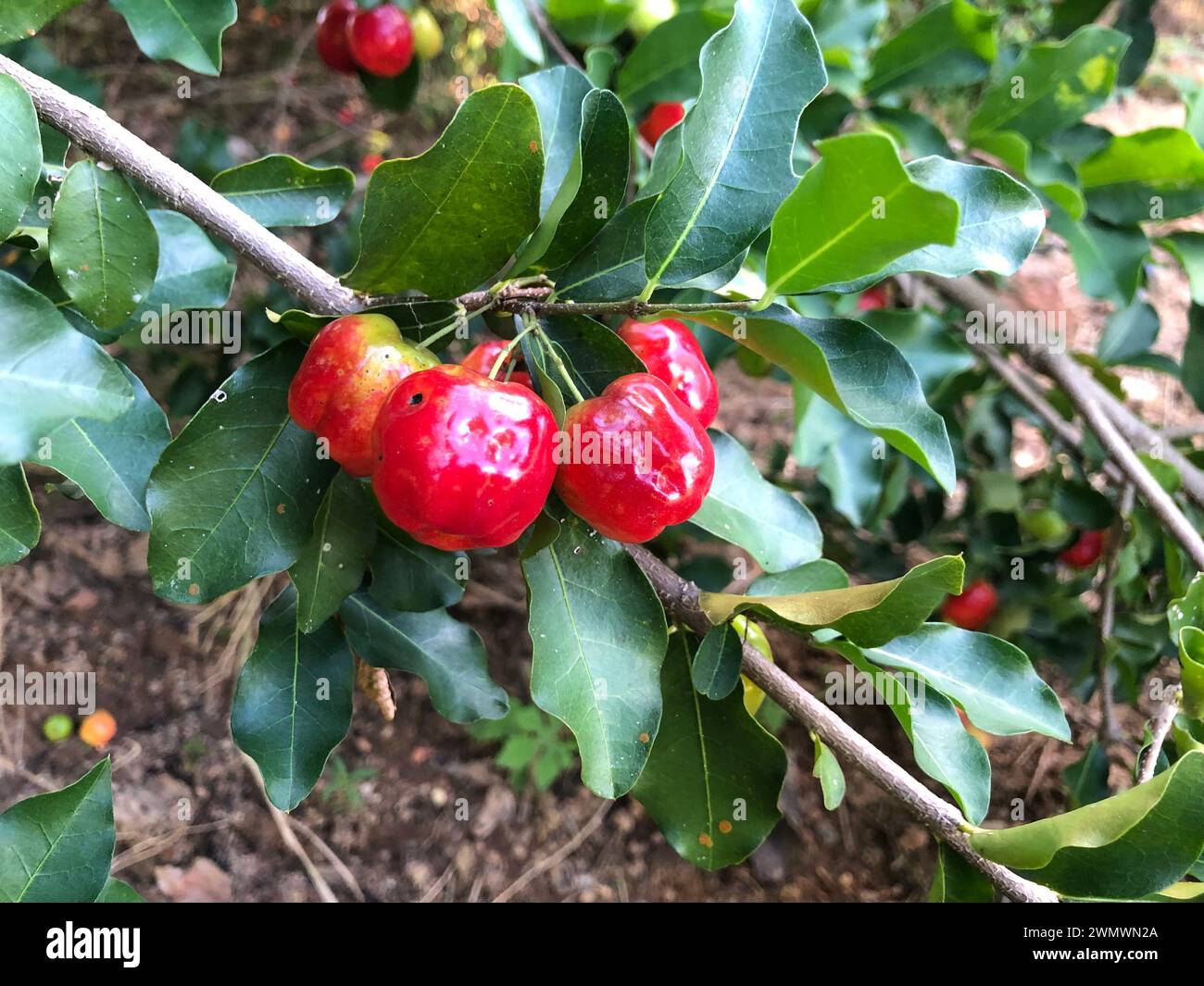 Acerola tree hi-res stock photography and images - Alamy