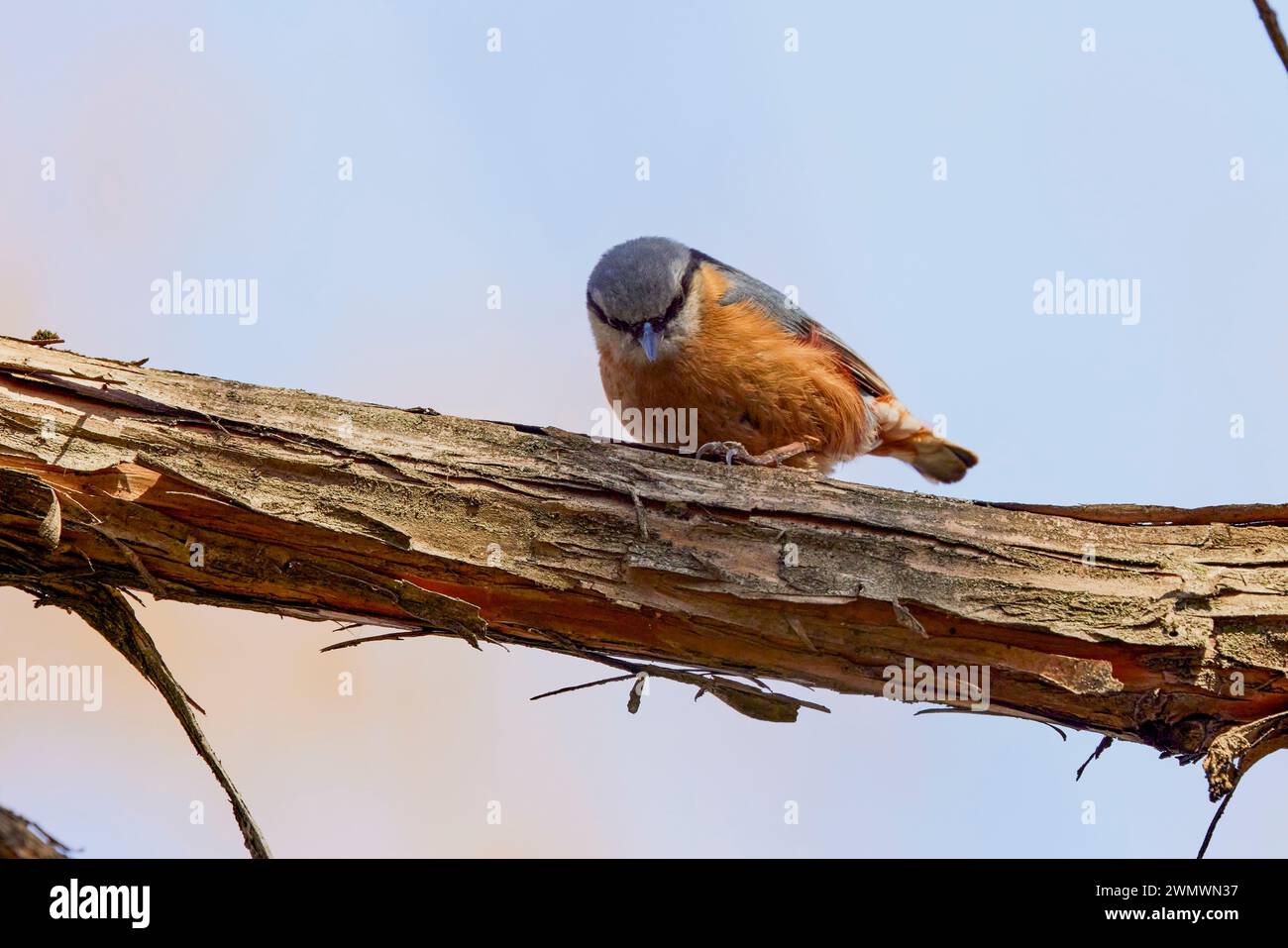 (Sitta europaea) on the branches of the tree in search of food Stock ...
