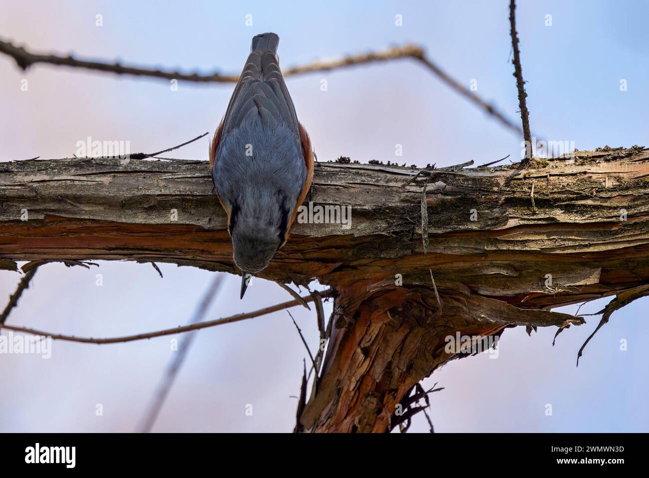 (Sitta europaea) on the branches of the tree in search of food Stock ...