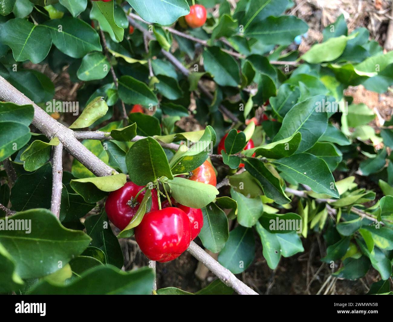 Acerola tree hi-res stock photography and images - Alamy