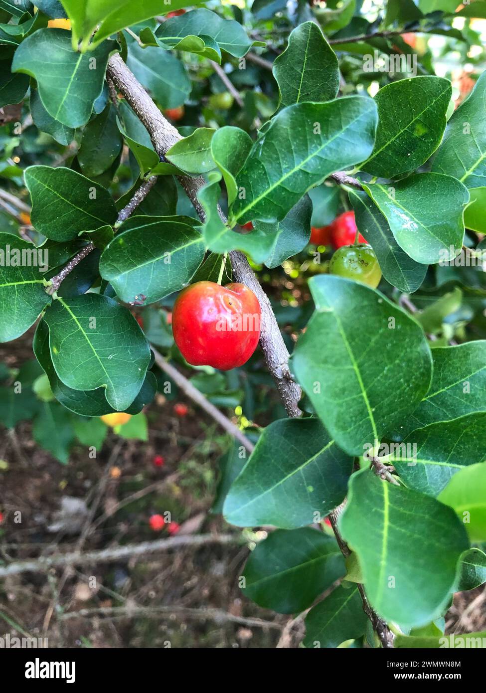 Acerola tree hi-res stock photography and images - Alamy