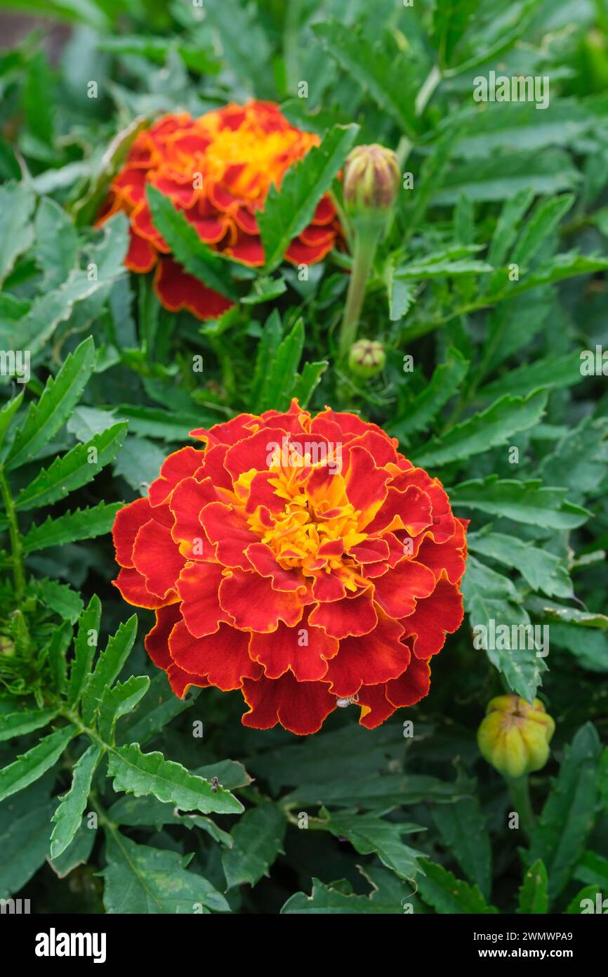 French Marigold Bonita, Tagetes patula Bonita, colours orange, brown ...