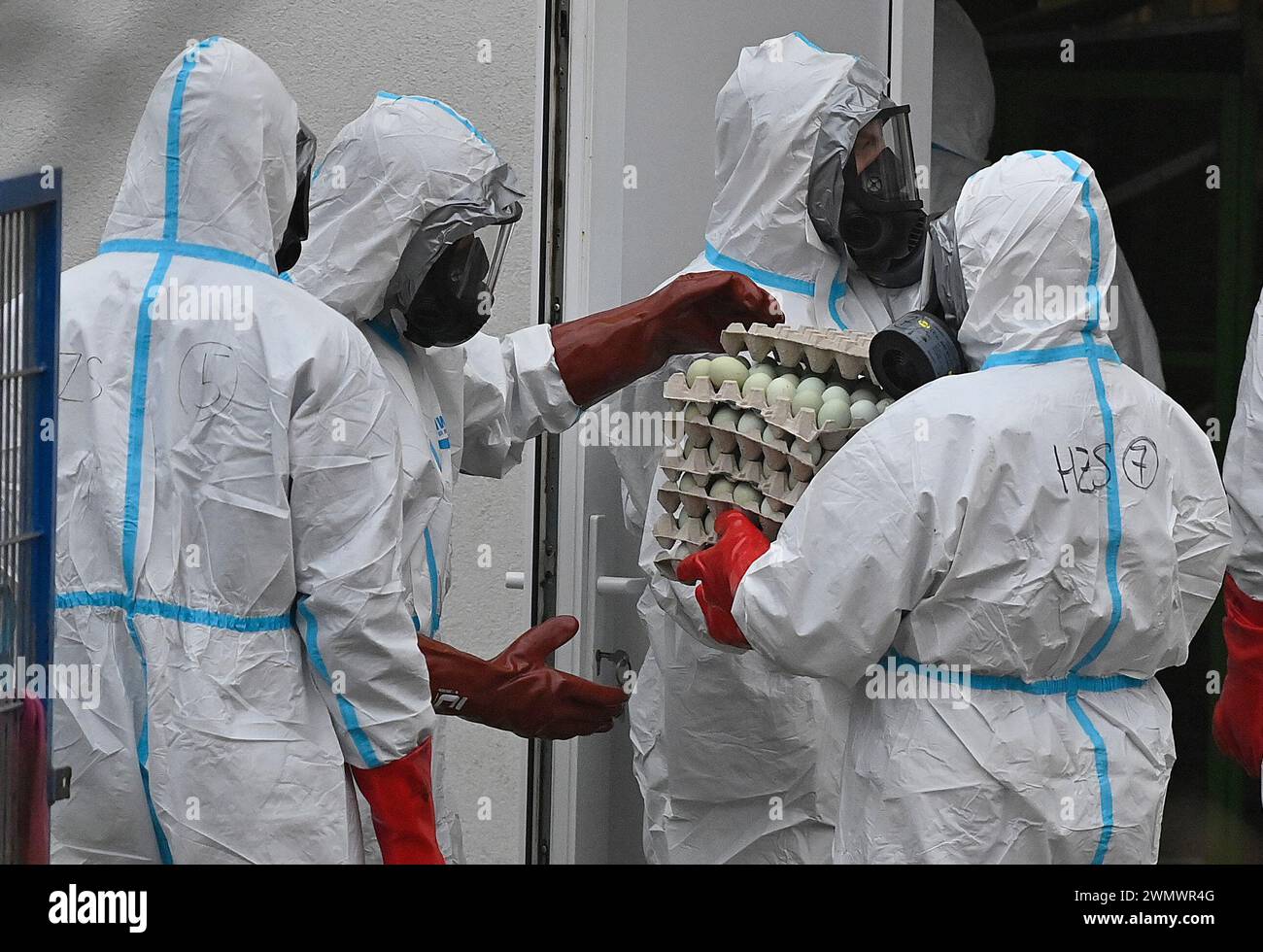 The culling of 13,000 laying hens infected with bird flu (avian ...