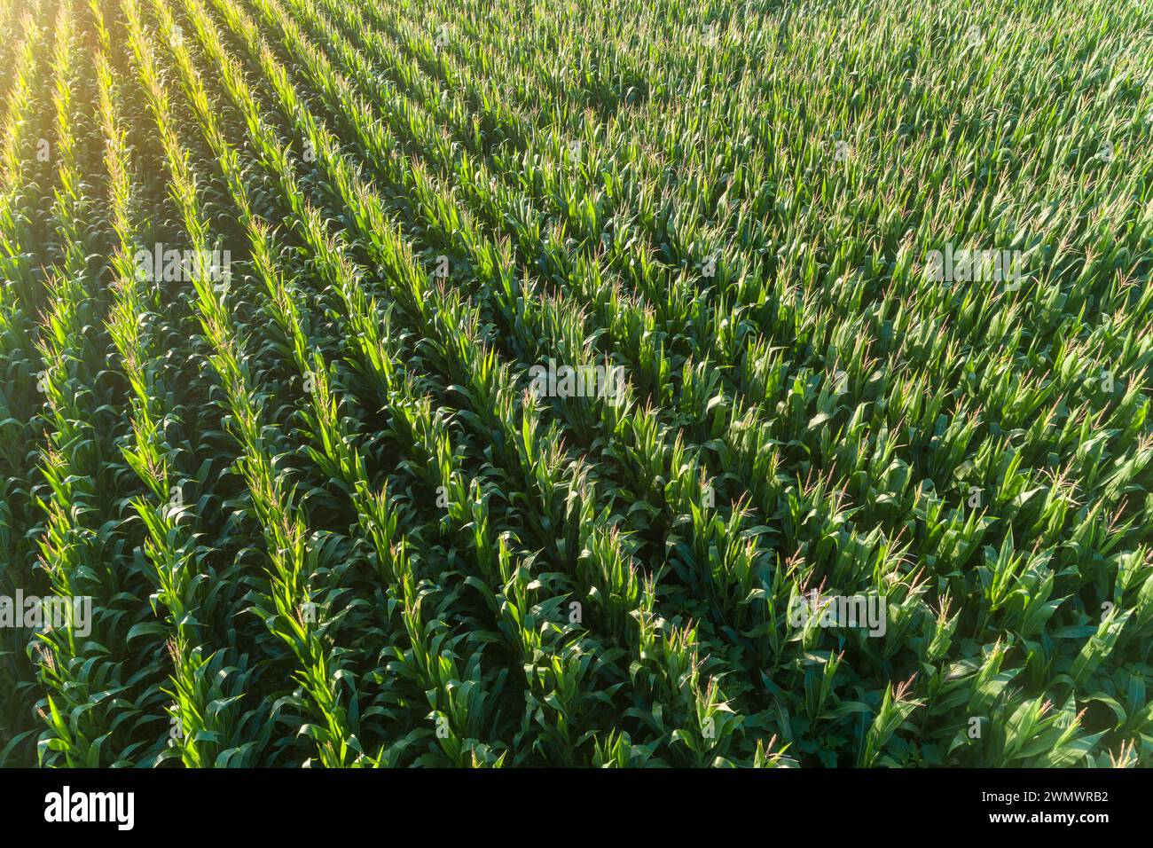 Aerial view of a corn field from drone perspective at sunset Stock Photo - Alamy