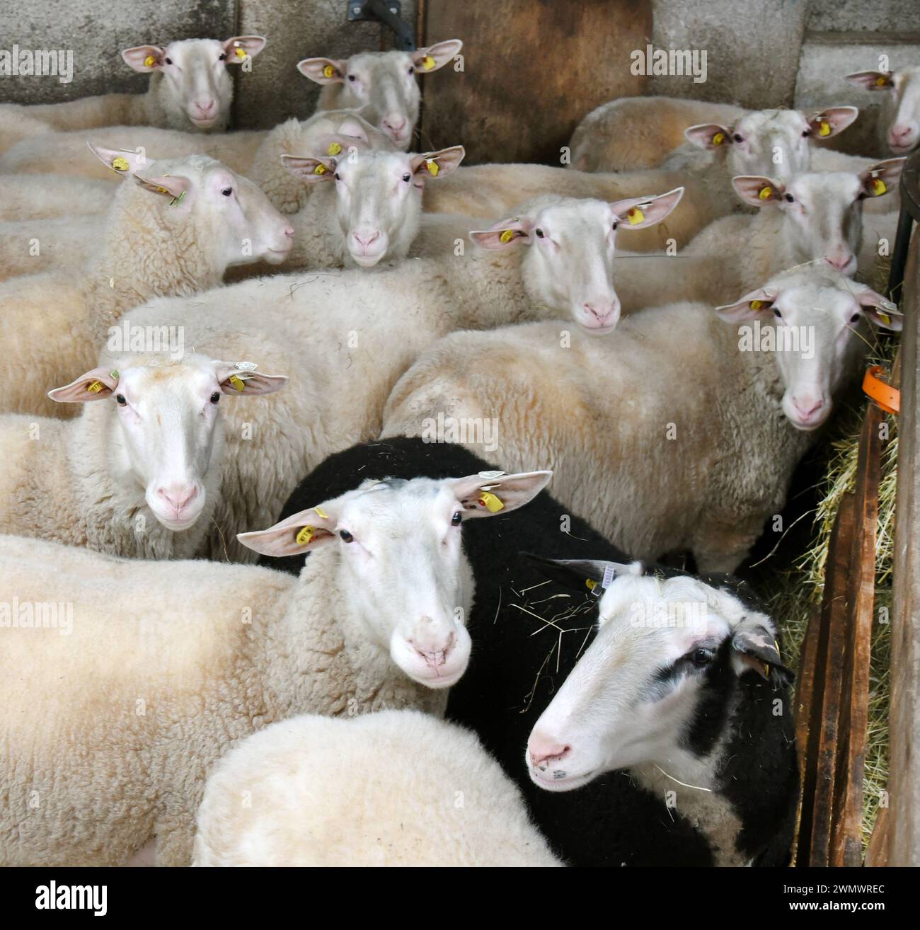 Triplets human hi-res stock photography and images - Alamy