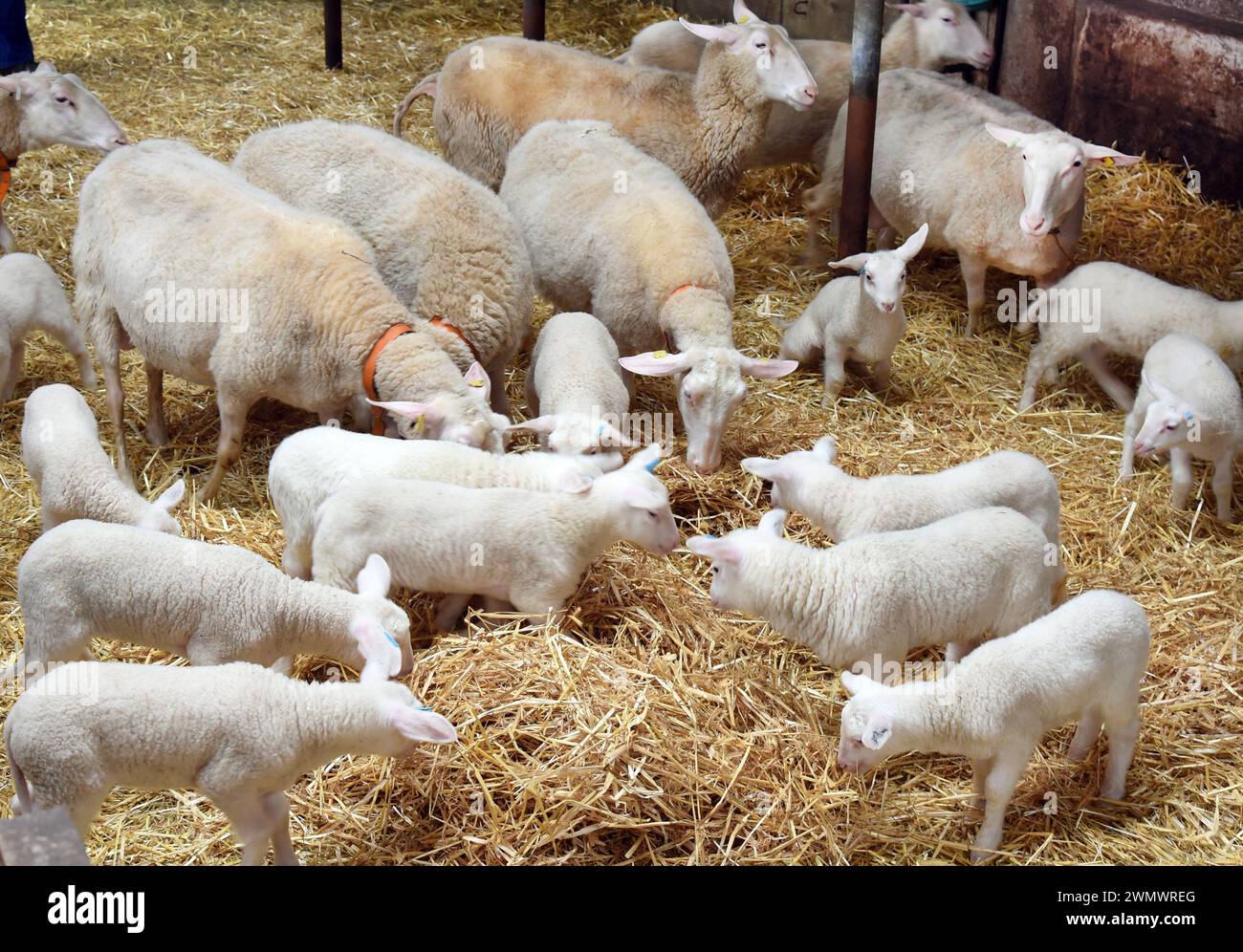Bennewitz Pausitz, Germany. 27th Feb, 2024. One- and two-year-old East ...