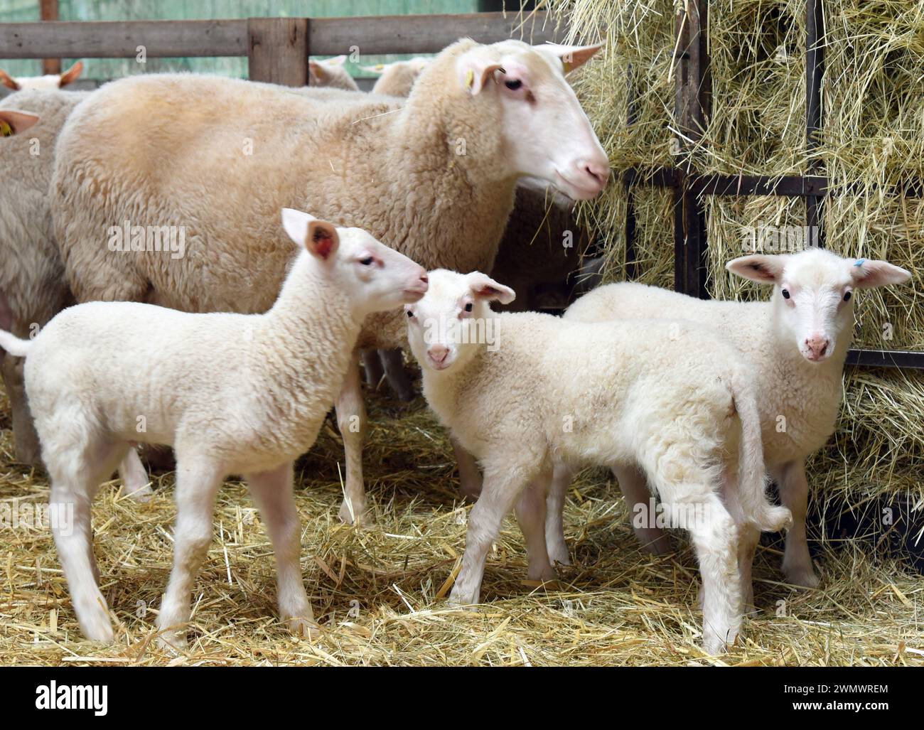 Bennewitz Pausitz, Germany. 27th Feb, 2024. A two-year-old East Frisian ...