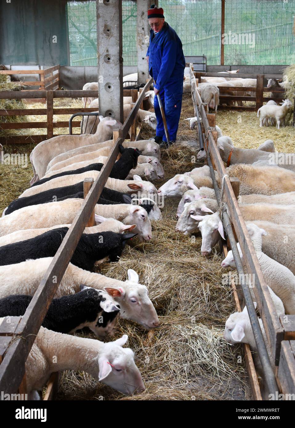 Bennewitz Pausitz, Germany. 27th Feb, 2024. Shepherd Wolfgang Görne ...