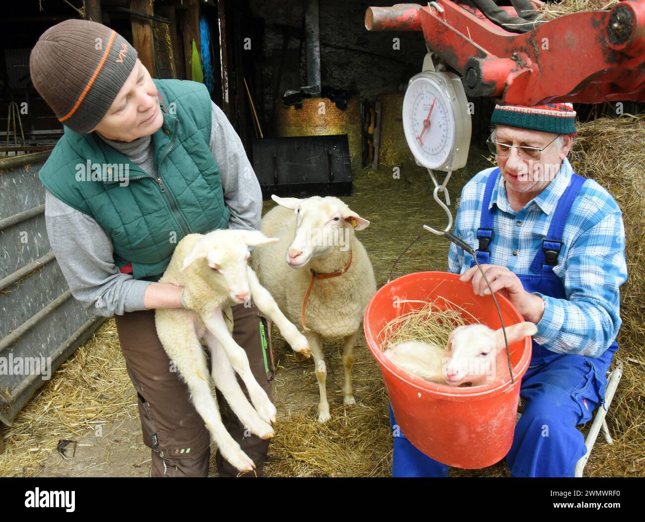27 February 2024, Saxony, Bennewitz-Pausitz: In his dairy sheep farm ...