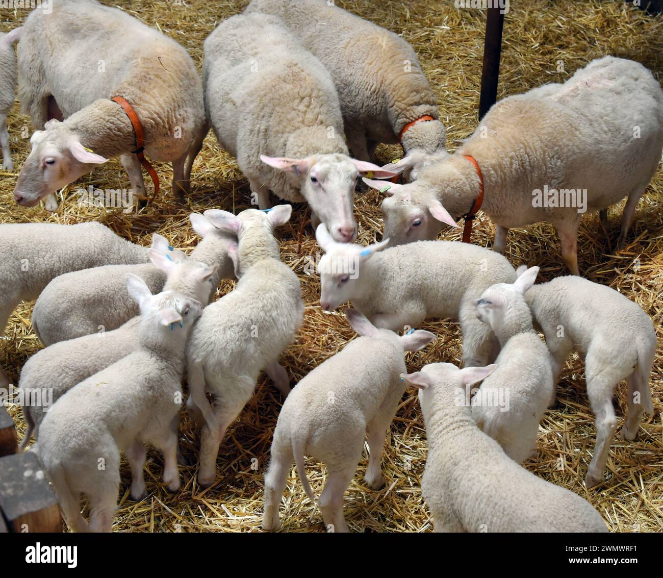 One year old lamb hi-res stock photography and images - Alamy
