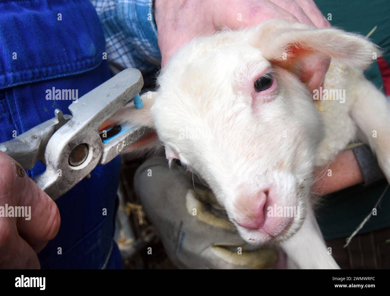 Sheep identity hi-res stock photography and images - Alamy