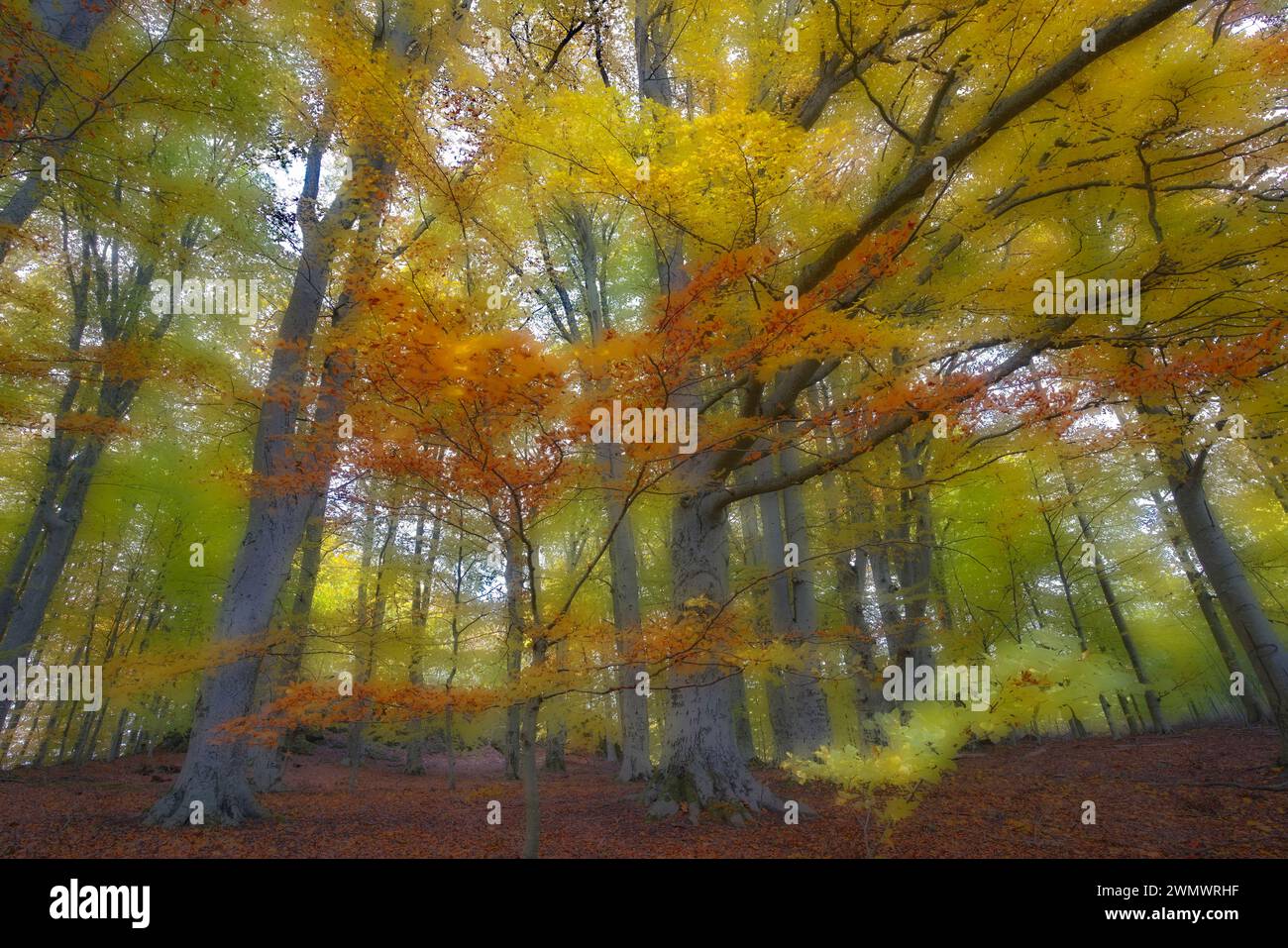 Beech forest, bokskog Mörkö Södermanland Sverige, sweden Stock Photo - Alamy