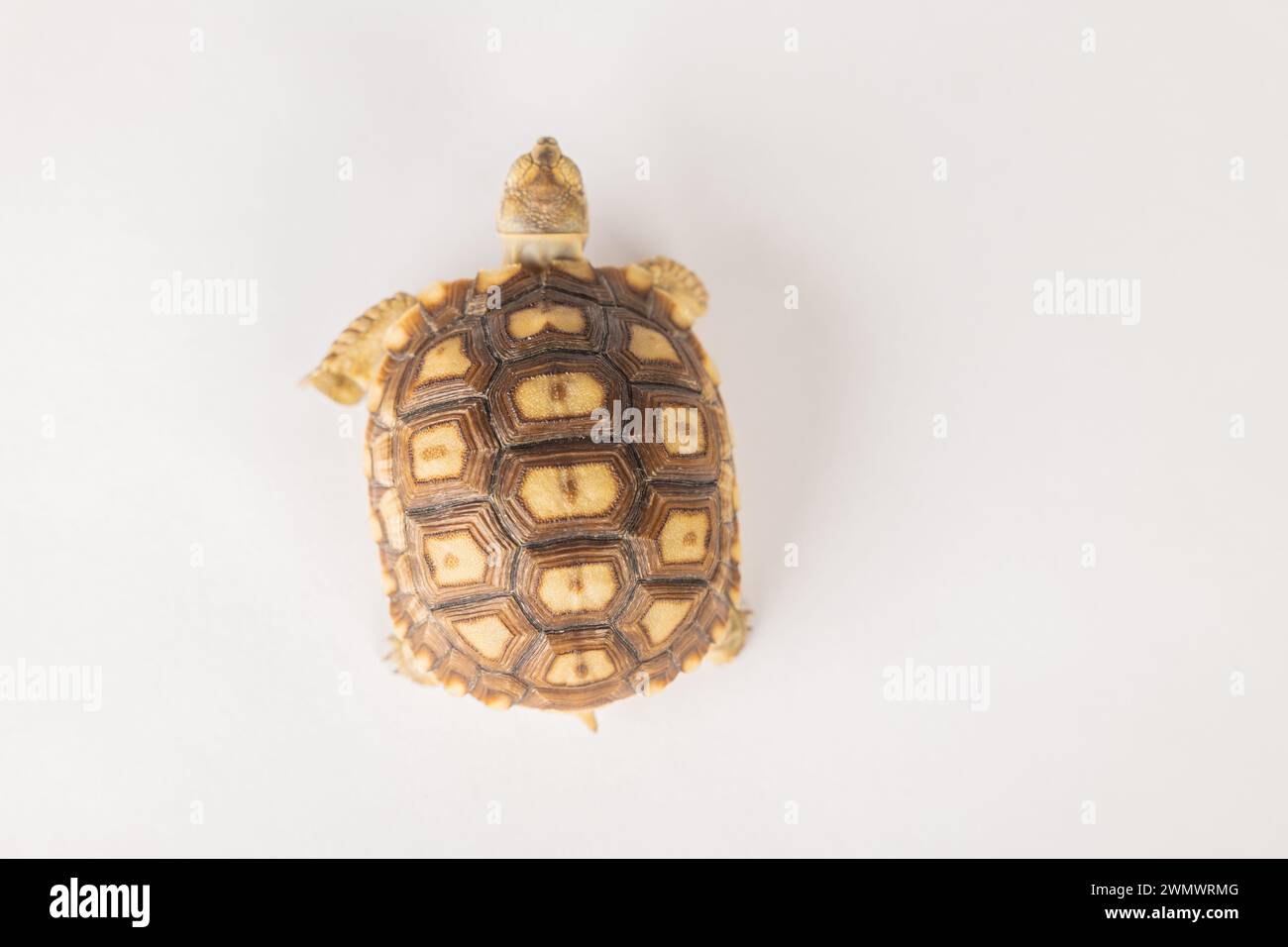 African spurred tortoise, or sulcata tortoise, is showcased in this ...