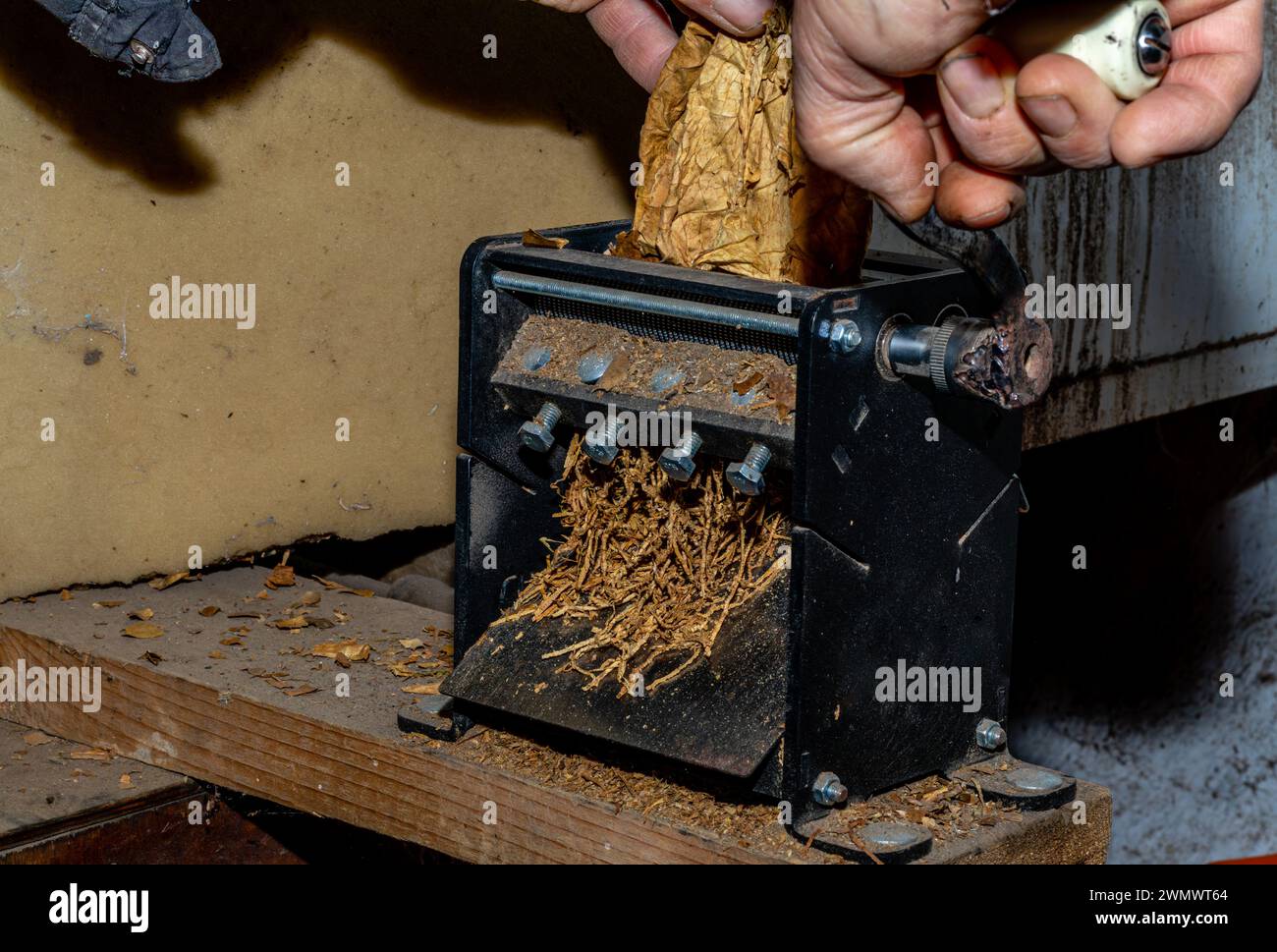 Hand picking tobacco hi-res stock photography and images - Alamy