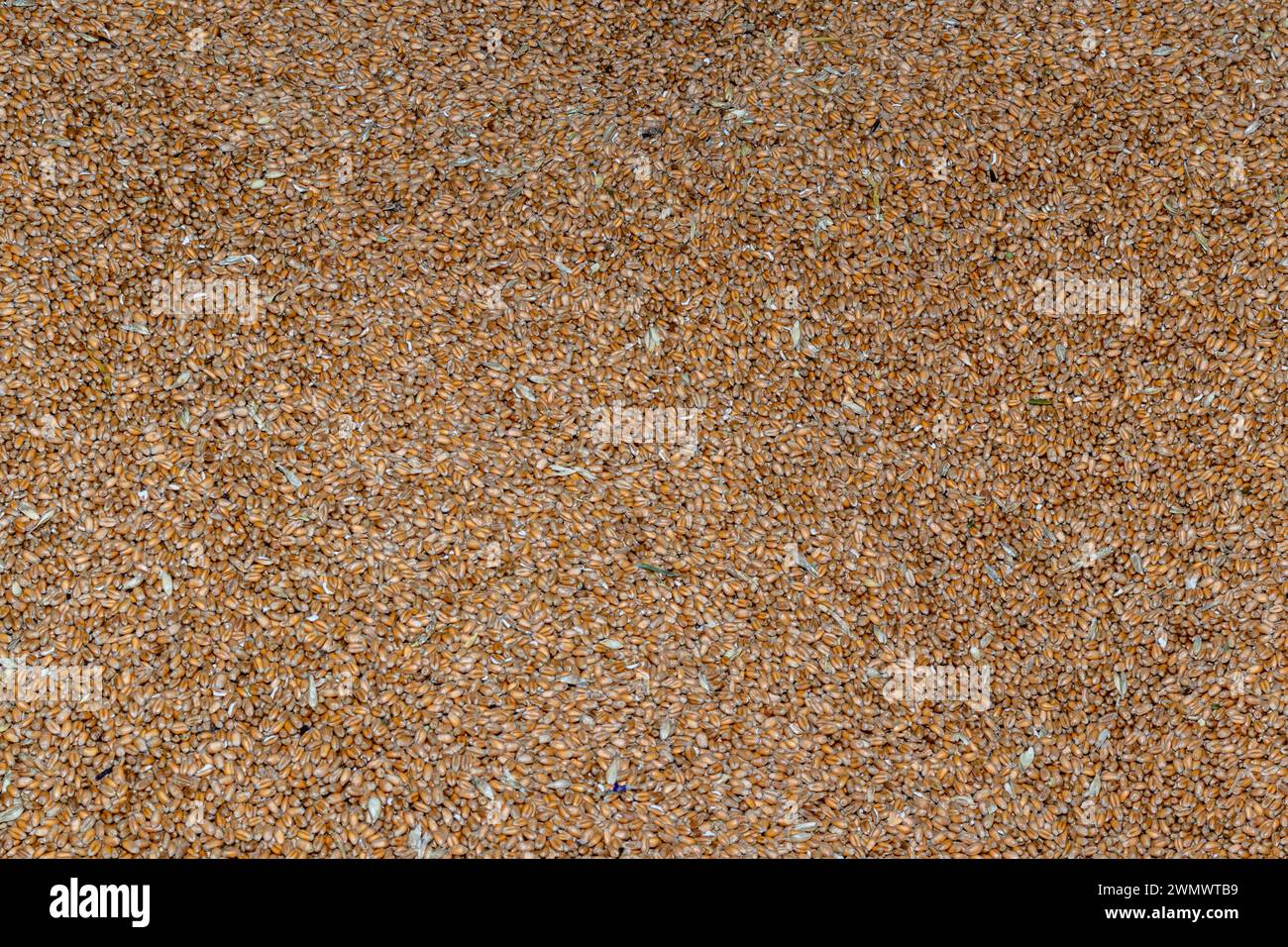 wheat bean drying in a yard - Sun-dried wheat - natural wheat drying ...