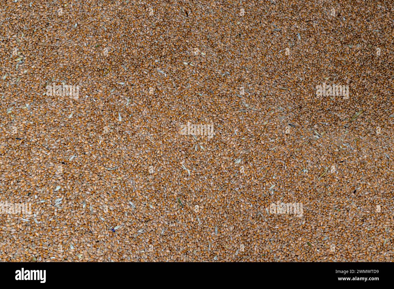 wheat bean drying in a yard - Sun-dried wheat - natural wheat drying ...