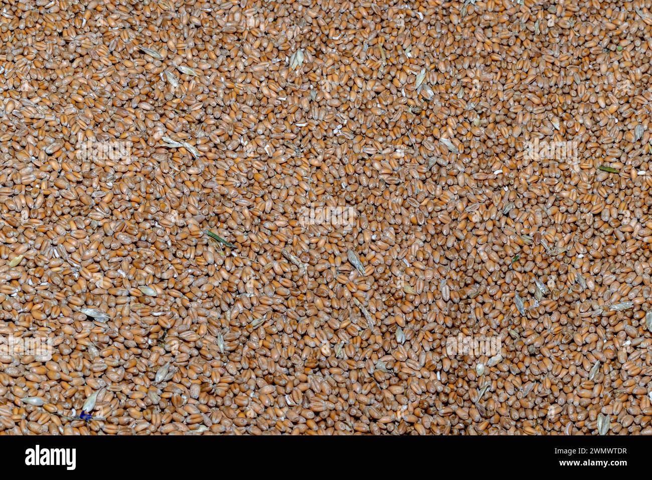 wheat bean drying in a yard - Sun-dried wheat - natural wheat drying ...
