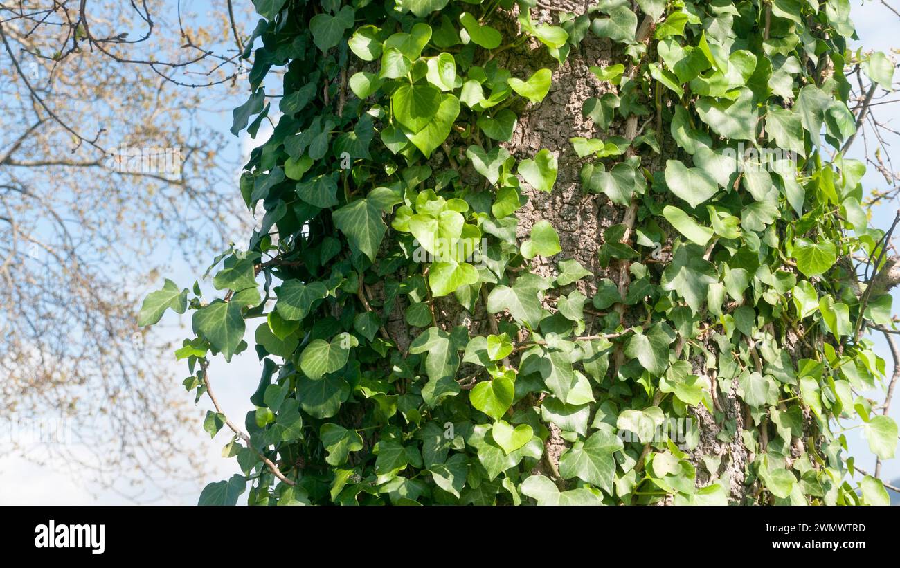 Trunk plant hi-res stock photography and images - Alamy