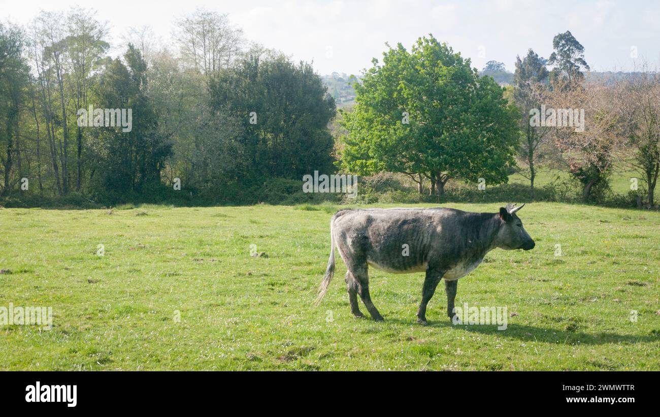 Grey cow hi-res stock photography and images - Alamy