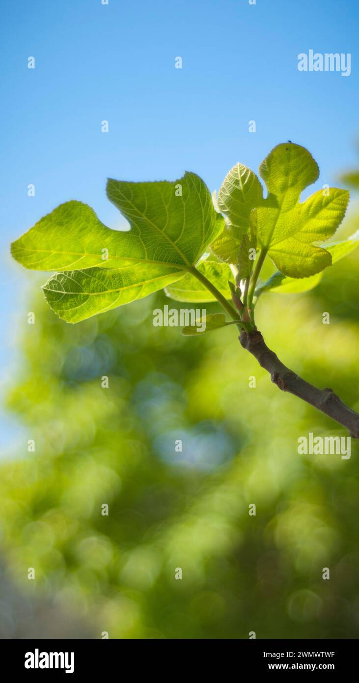 Fig tree leaves hi-res stock photography and images - Alamy