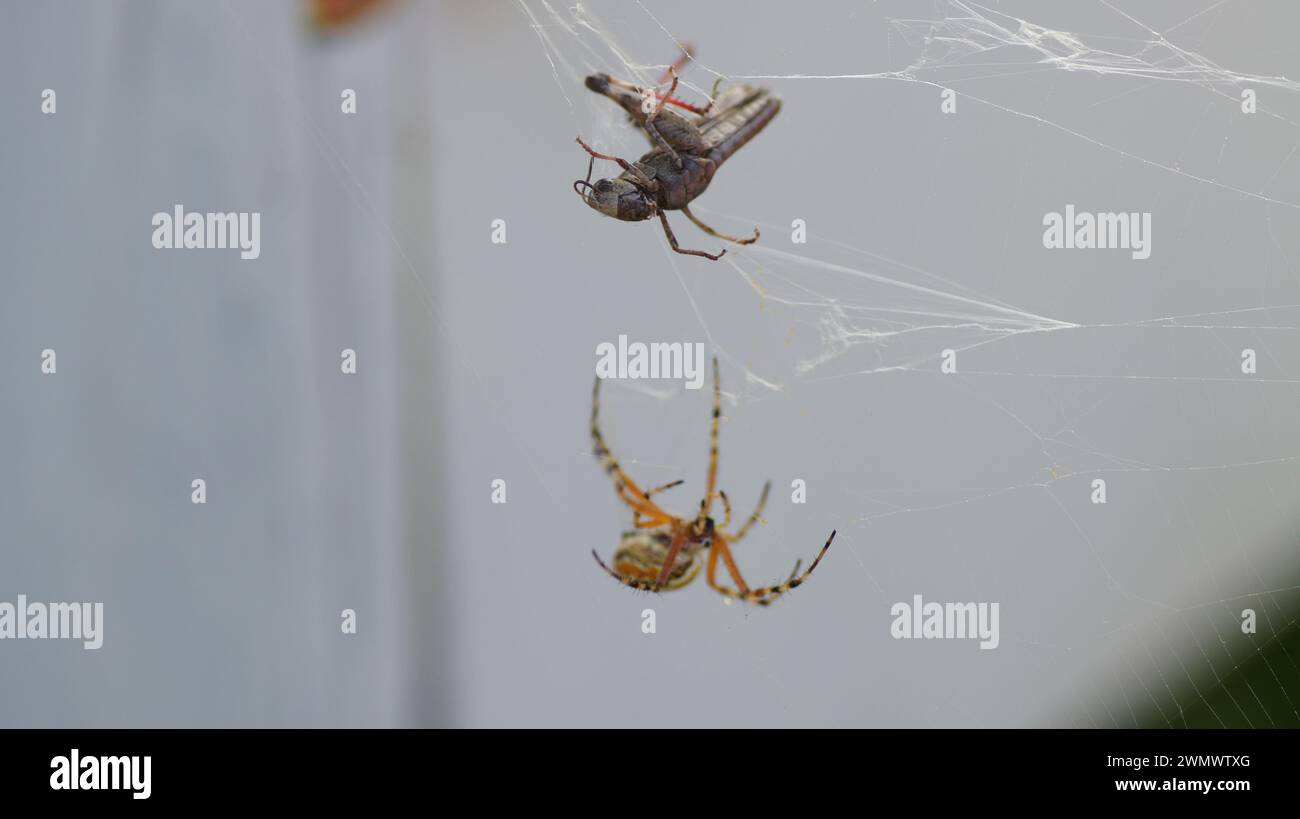 A spider capturing prey in its web Stock Photo - Alamy