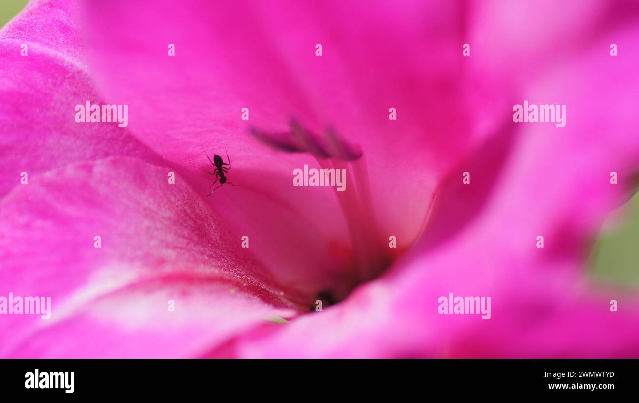 Ant inside of flower hi-res stock photography and images - Alamy