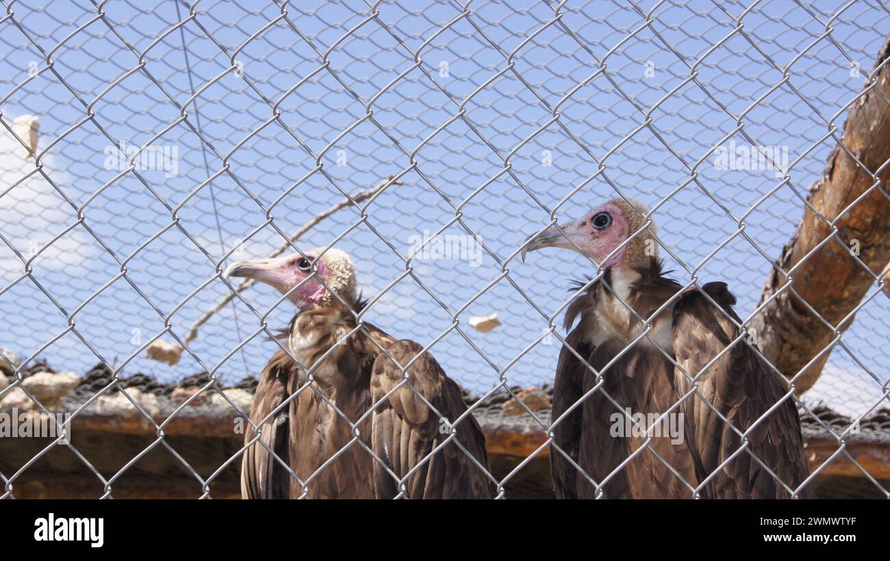 The two vultures perched together behind a wire fence Stock Photo - Alamy