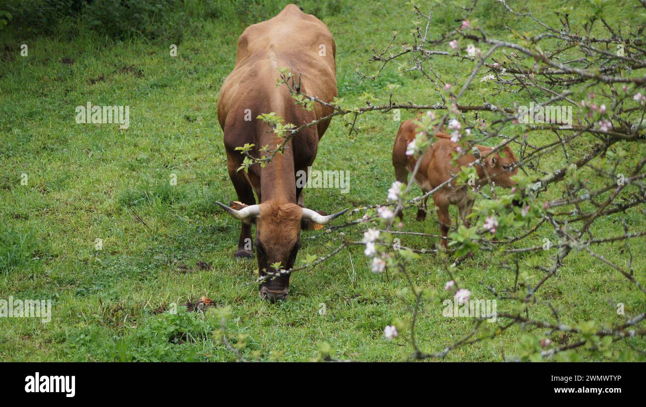 Mother cow with calf hi-res stock photography and images - Alamy