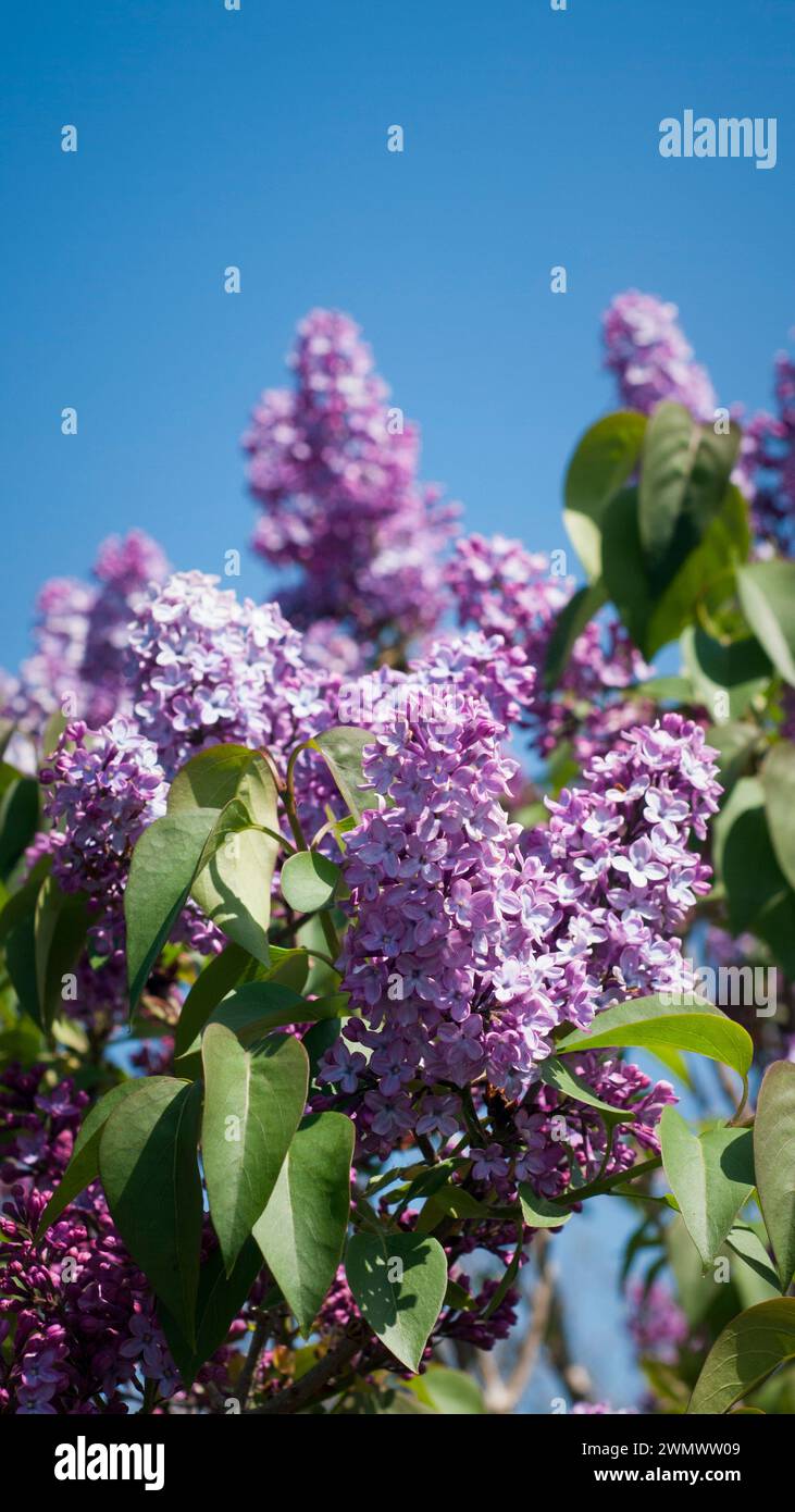 Purple flower bunch hi-res stock photography and images - Alamy