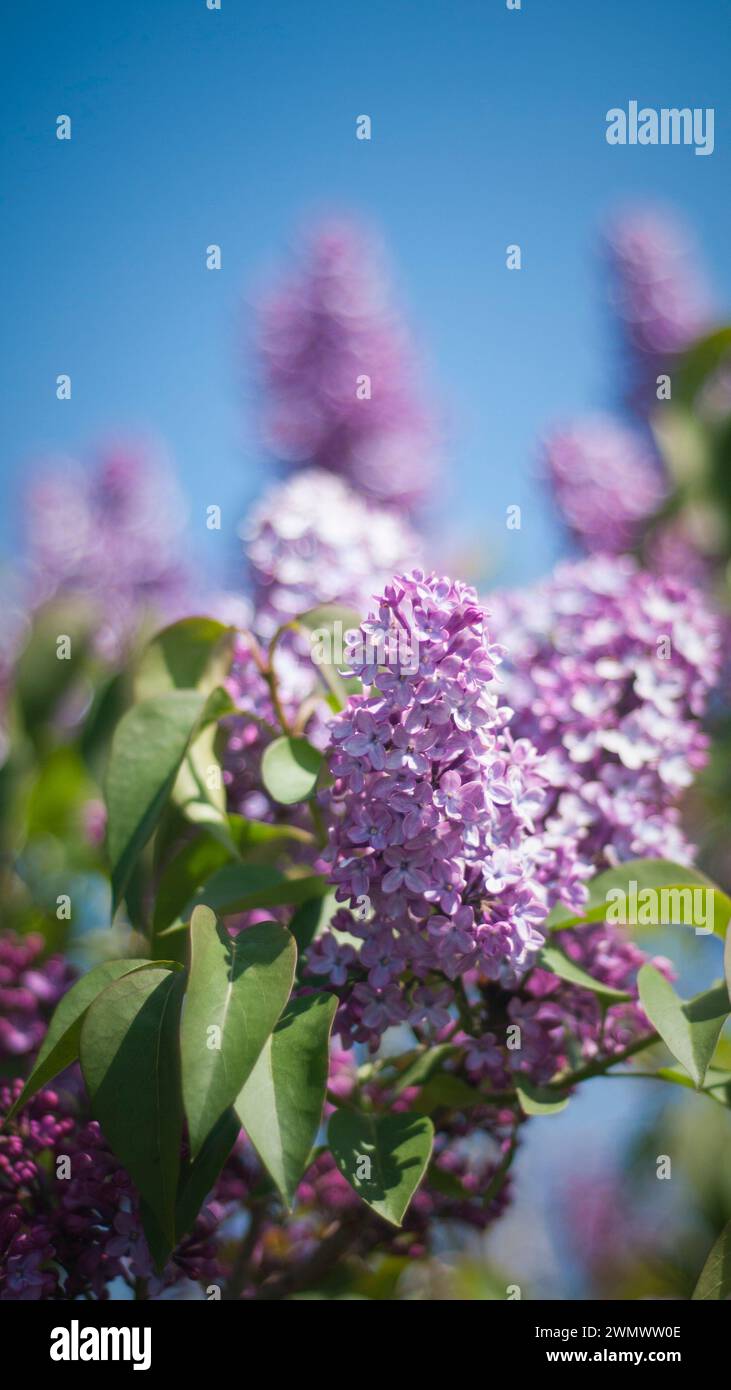 Purple flower bunch hi-res stock photography and images - Alamy