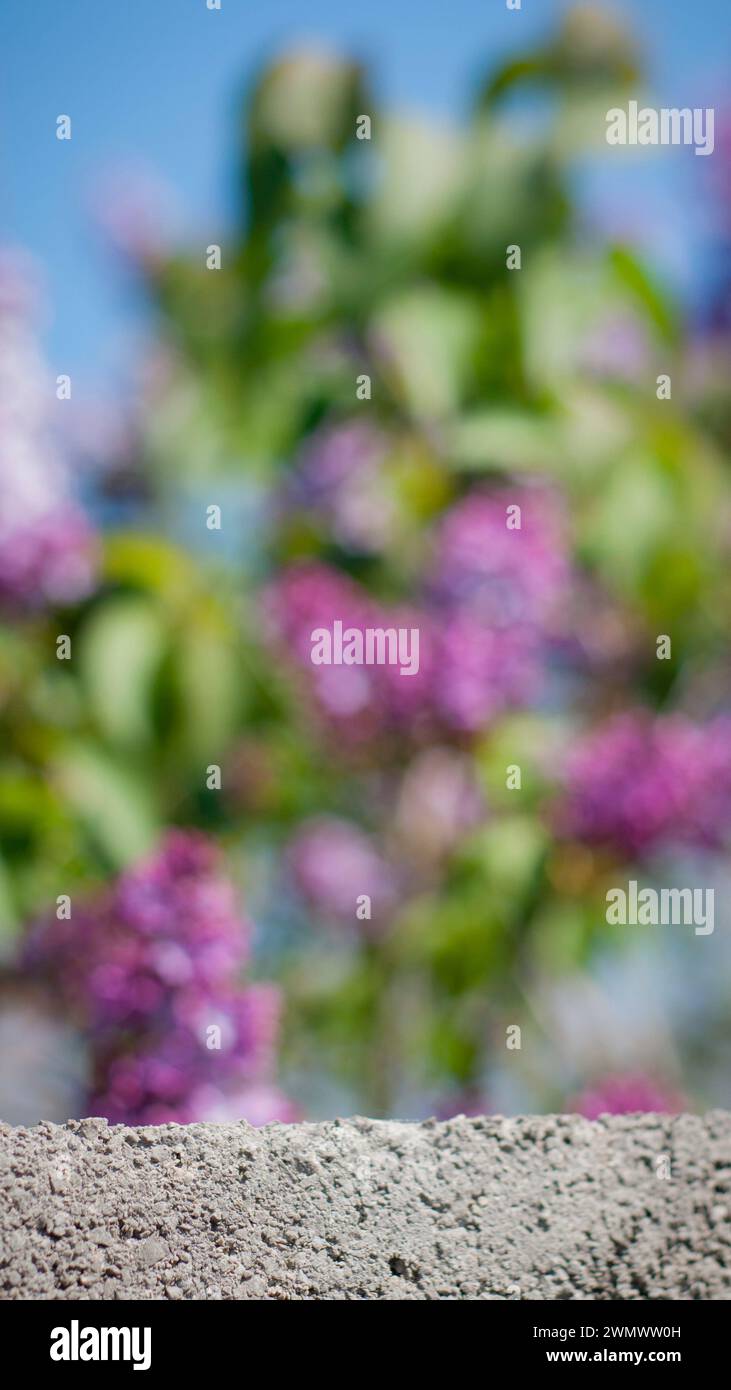 Purple flower bunch hi-res stock photography and images - Alamy