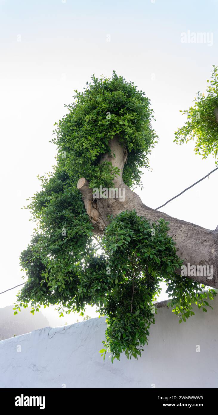 Abstract tree art with distinctive form beneath serene white skies ...