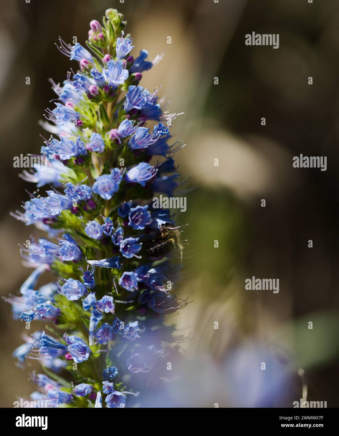 Flora of Gran Canaria - Echium callithyrsum, blue bugloss of ...