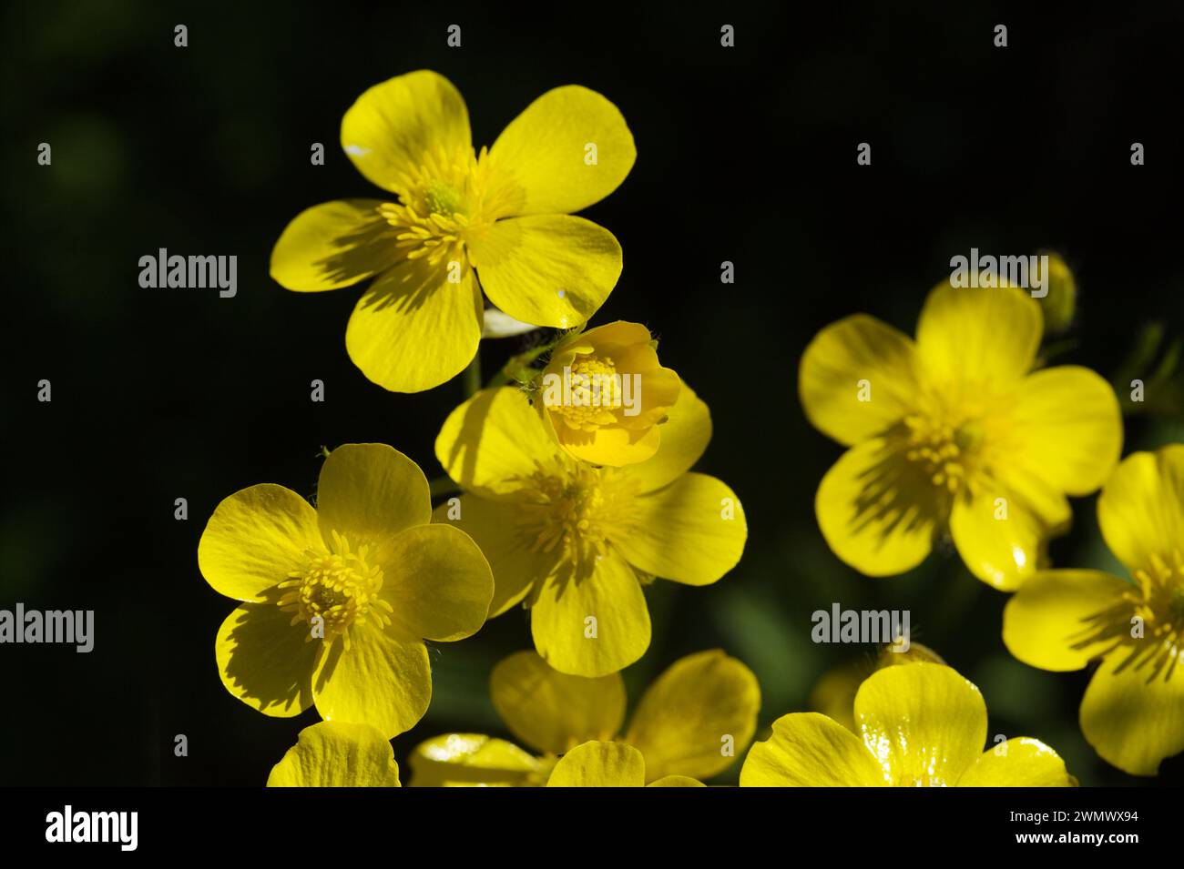 Flora of Gran Canaria - bright yellow flowers of Ranunculus ...