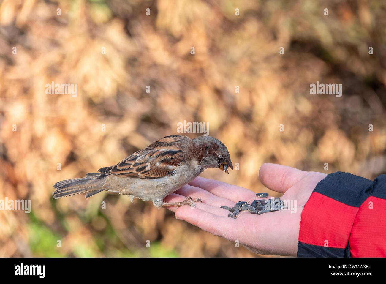 Sparrow eats seeds from a man's hand. A Sparrow bird sitting on the ...