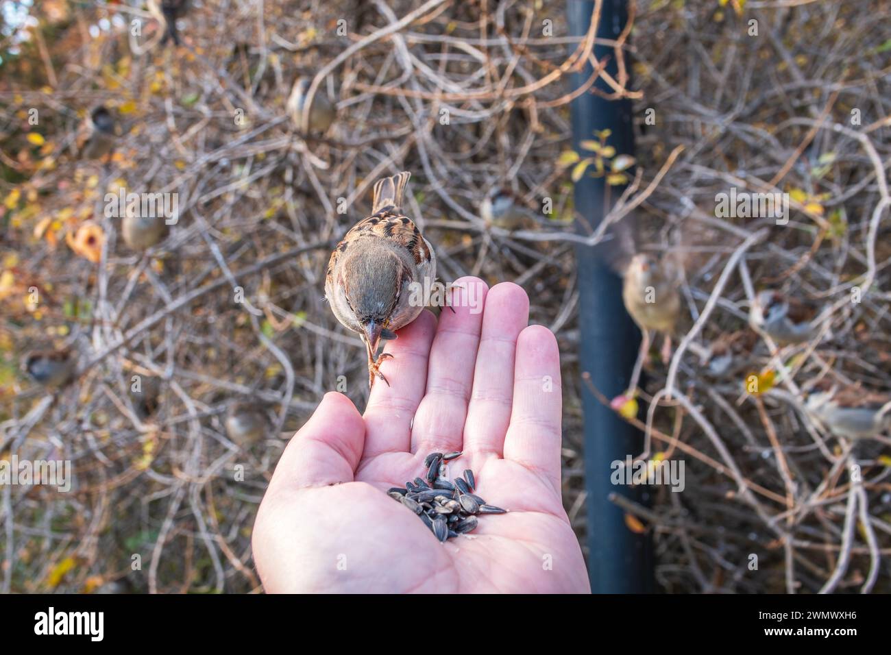 Sparrow eats seeds from a man's hand. A Sparrow bird sitting on the ...